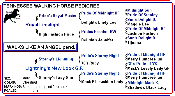 McDodi Farms - Tennessee Walking Horse, WALKS LIKE AN ANGEL #pending
